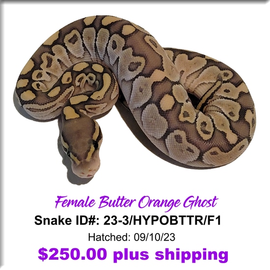 2023 Female Butter Orange Ghost Ball Python by Python Passion