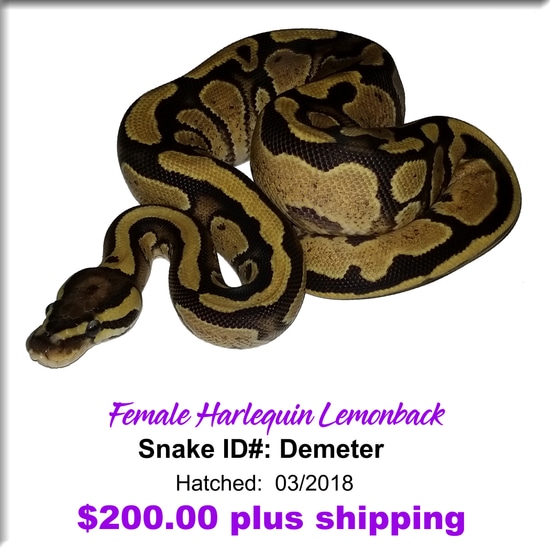 2018 Female Harlequin Lemonback * Proven Breeder* Ball Python by Python ...