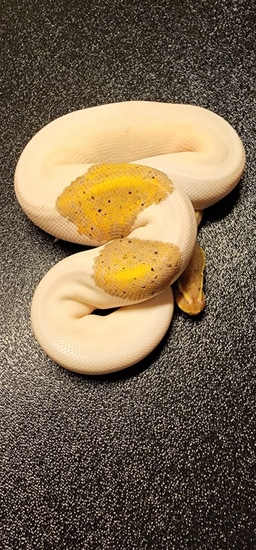 Banana Pied Ball Python by The python peddler