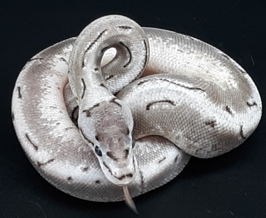Sulfur Spinner VPI Axanthic Ball Python by The Python Pimp