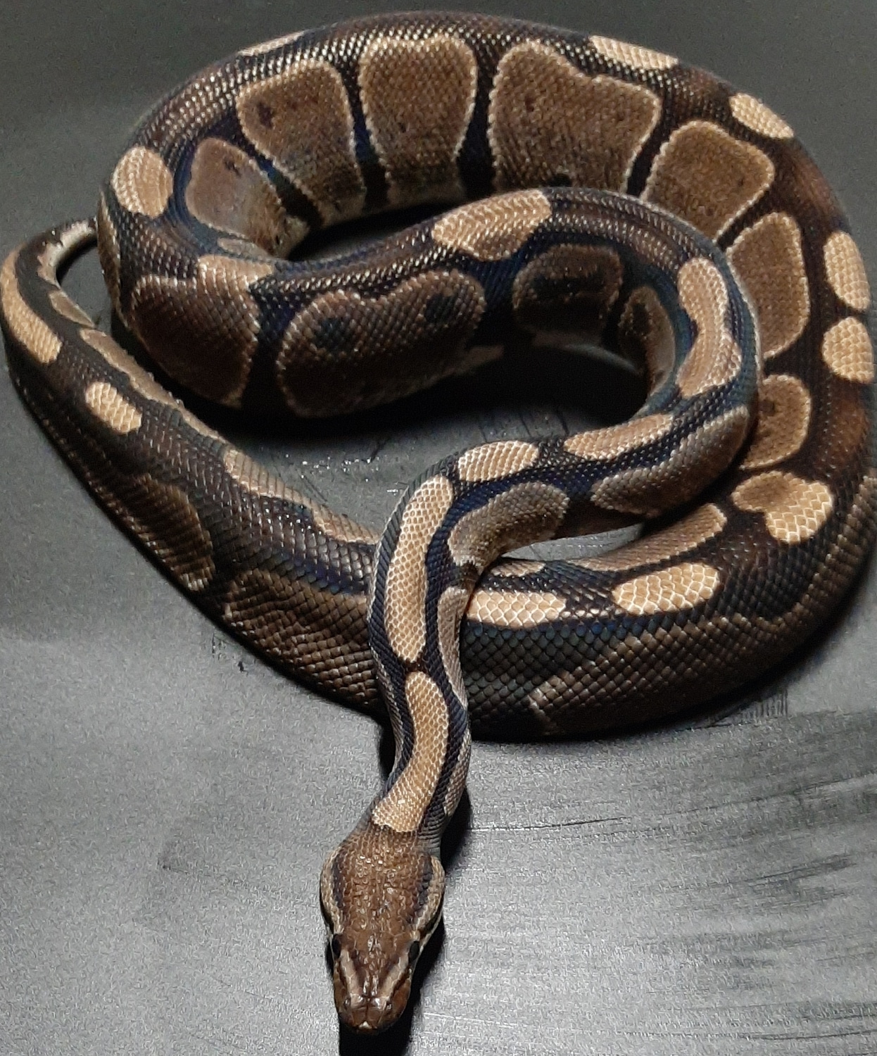 Double Het VPI Axanthic/Genetic Stripe Ball Python by The Python Pimp ...