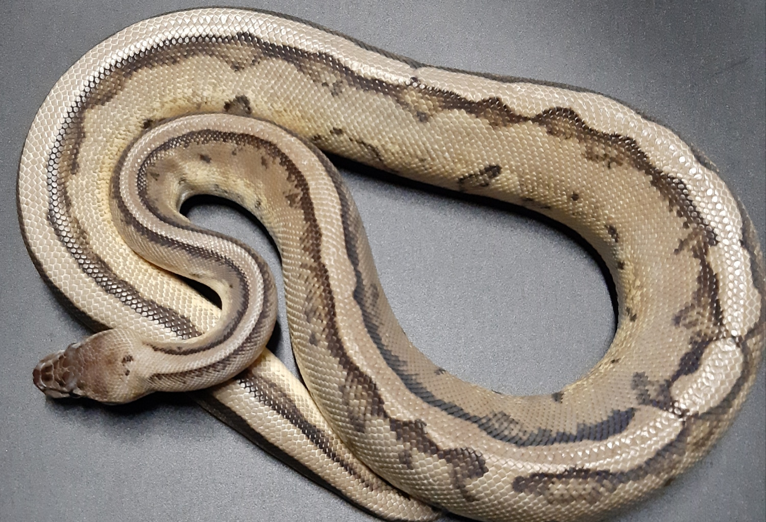 Pastel Genetic Stripe Ball Python by The Python Pimp - MorphMarket