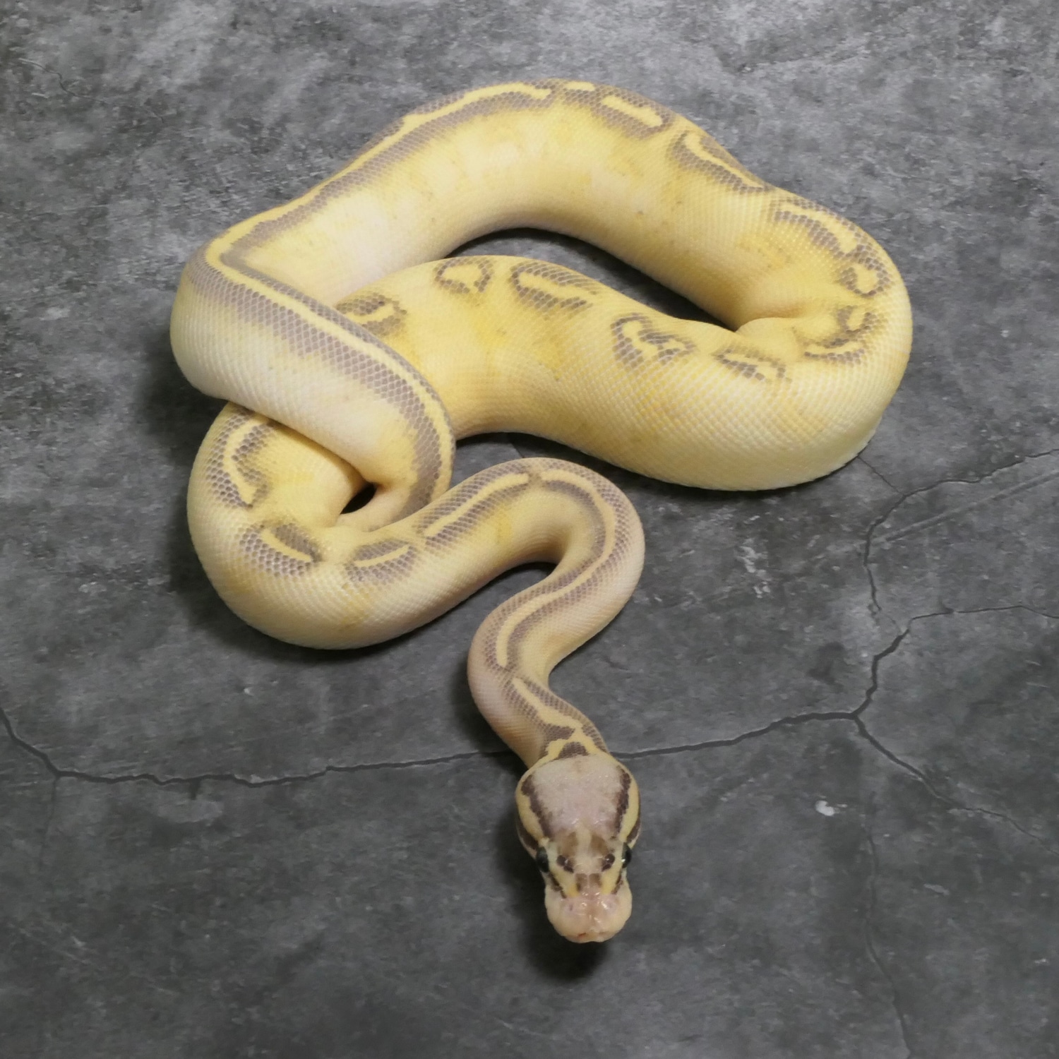 Pastel Highway Ball Python by Pythonpirat - MorphMarket