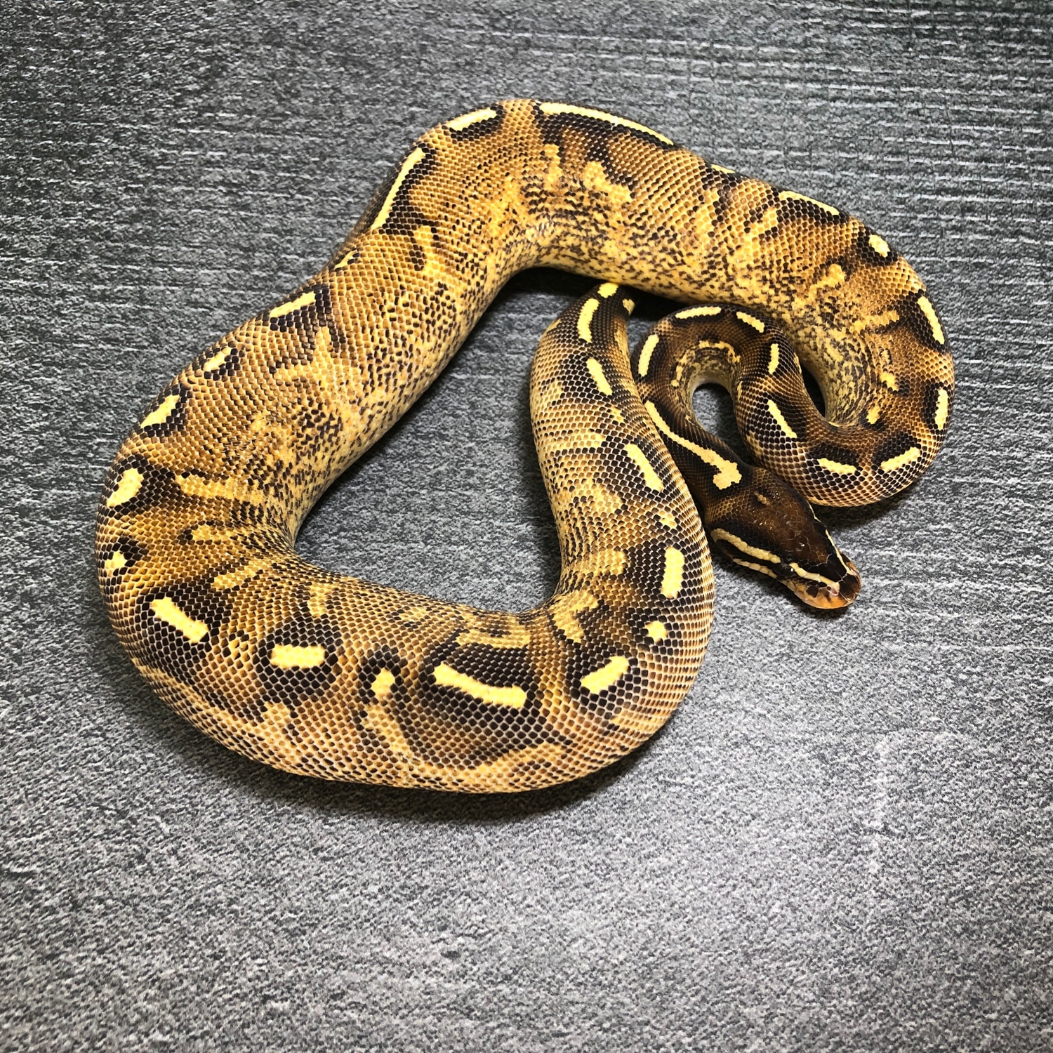Super Gravel Ball Python by Pythonpirat - MorphMarket