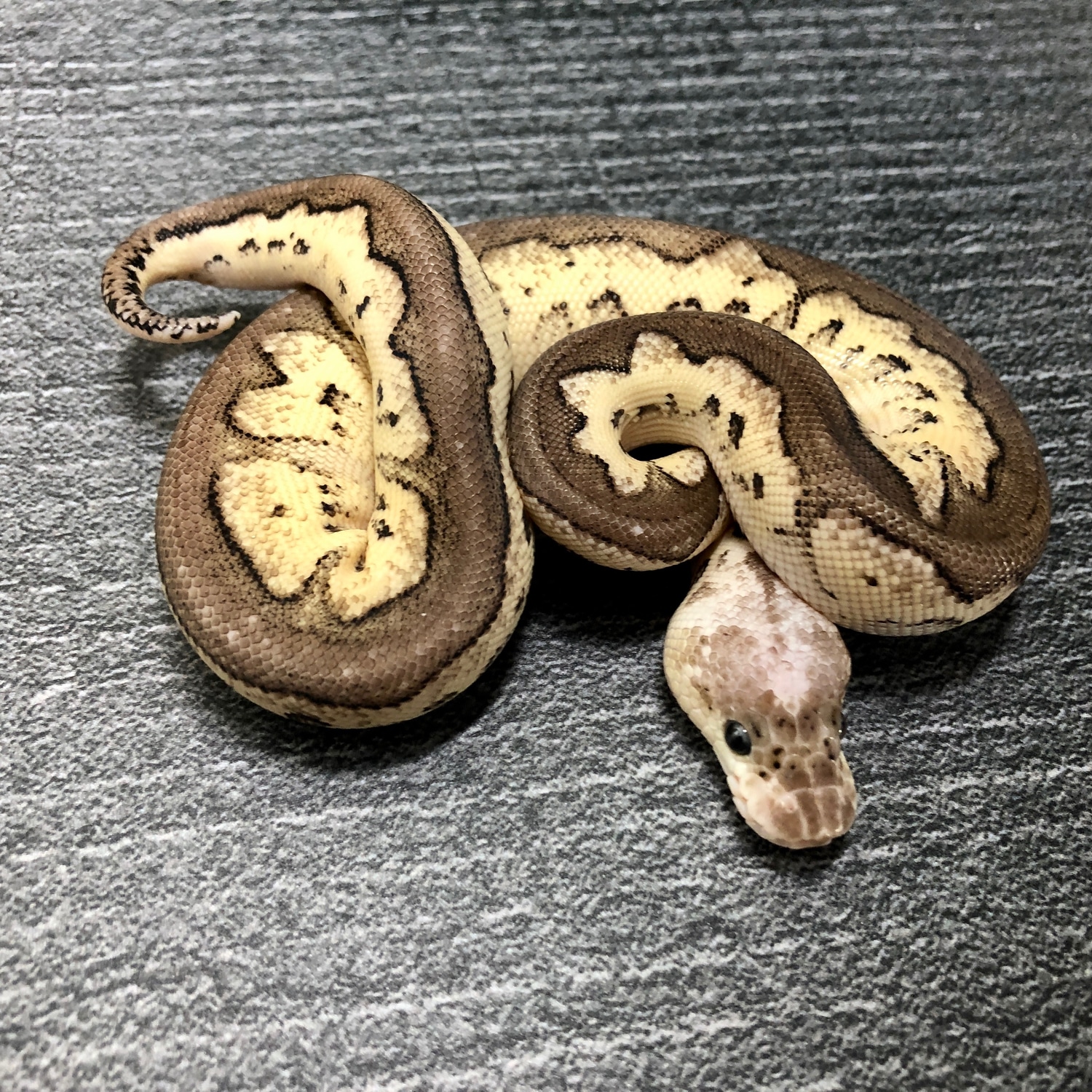 Pewter Clown Ball Python by Pythonpirat - MorphMarket