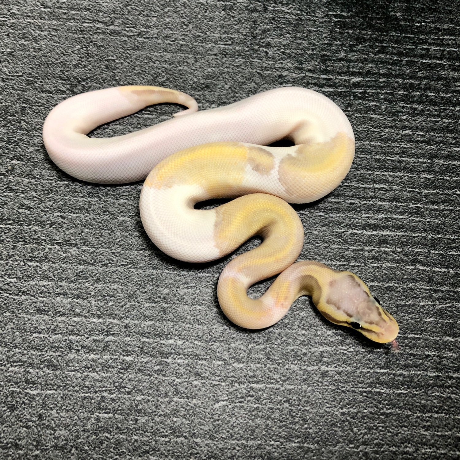 Super Pastel Banana Pied 66% Het. Clown Ball Python by Pythonpirat ...