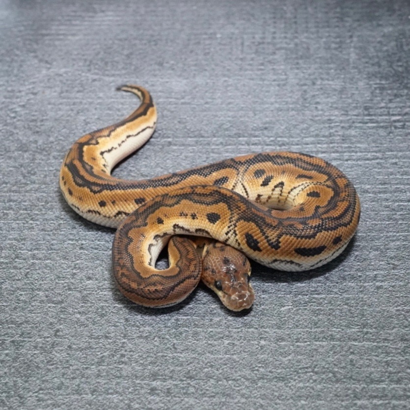 Cinnamon Clown Ball Python by Pythonpirat - MorphMarket