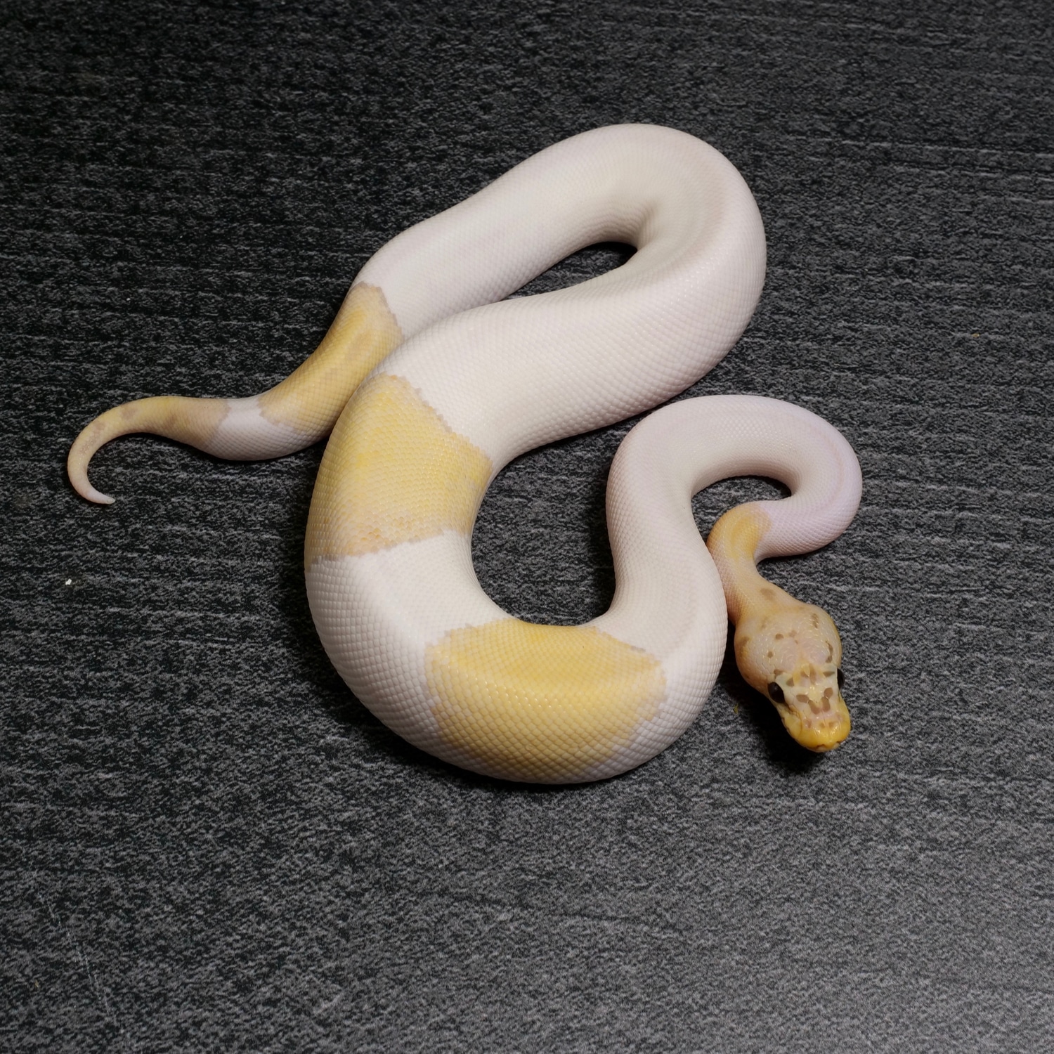 Pythonpirat's Collection - MorphMarket