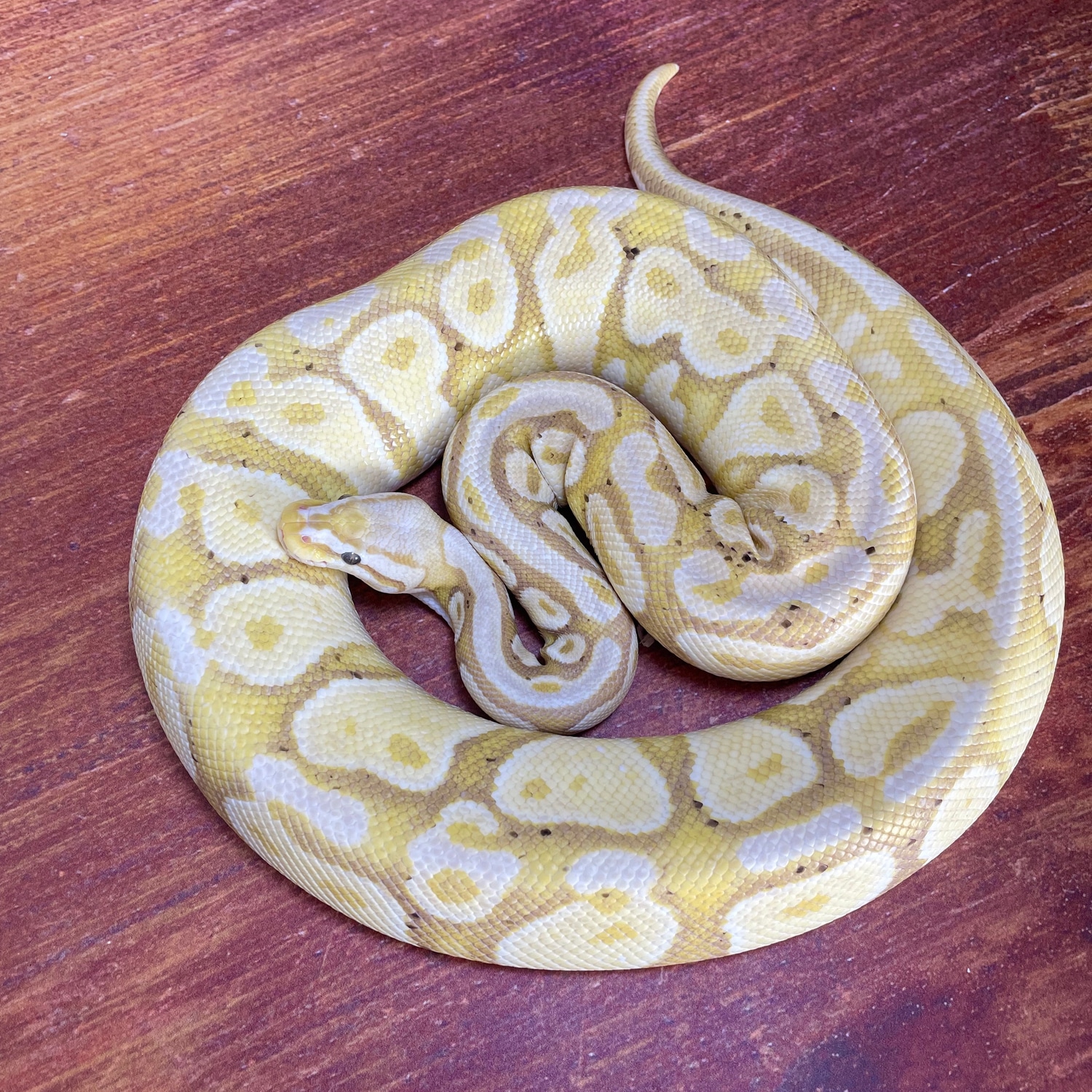 Super Pastel Banana Het Clown Het Pied Ball Python by Pythonpirat ...