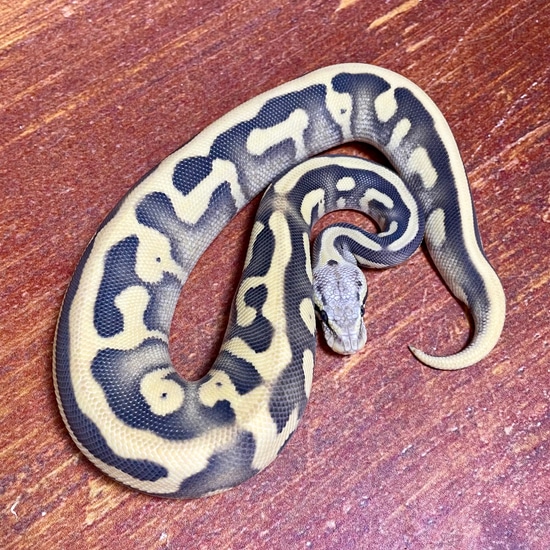 Calico Desert Ghost Leopard Mojave Pastel Ball Python by Pythonpirat