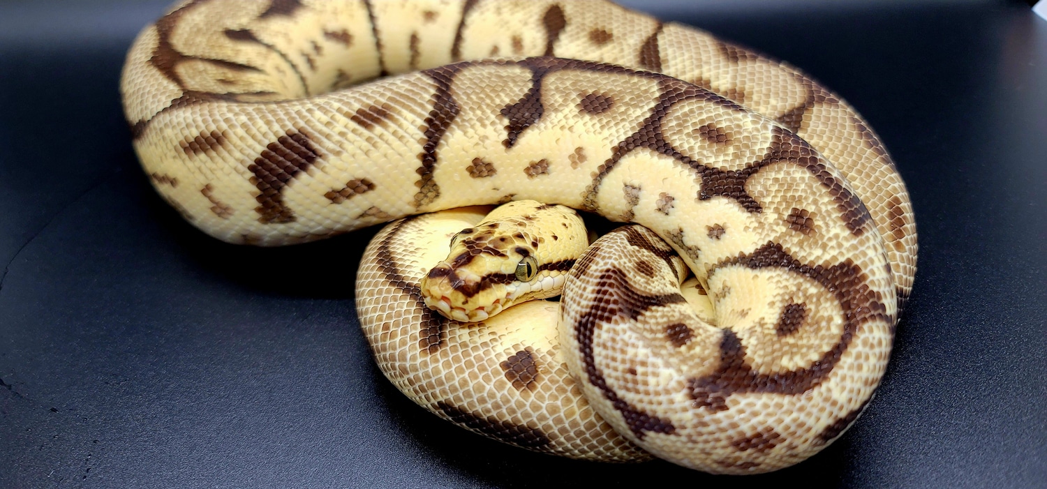 Leopard Bumblebee Ball Python by Python Production - MorphMarket