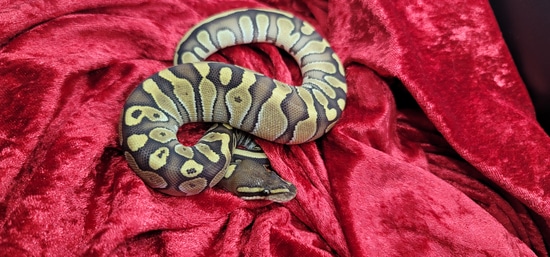 Blackhead Fire Ball Python by Python Production