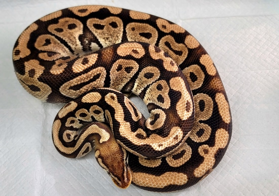 Lemon Pastel Ball Python by Python Production