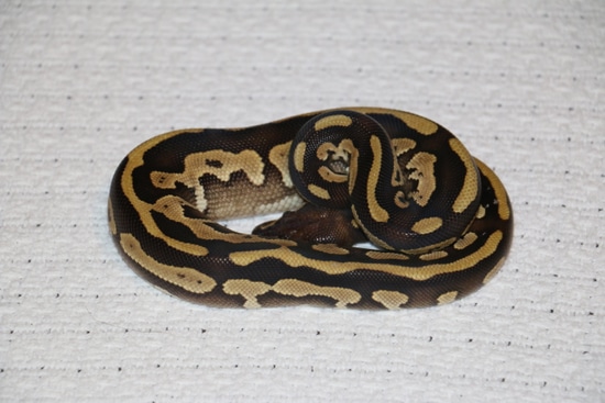 Leopard Mojave Ball Python by JL Reptiles