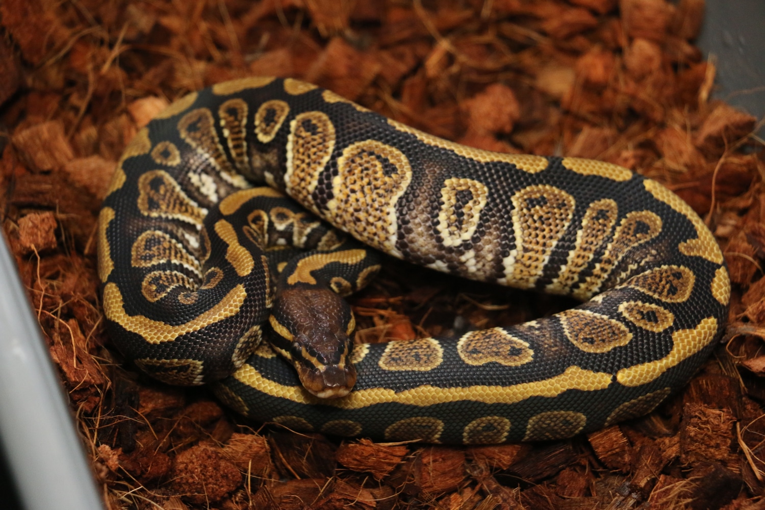 Stranger 100% Het Clown 50% Monsoon / Moray Ball Python by JL Reptiles ...