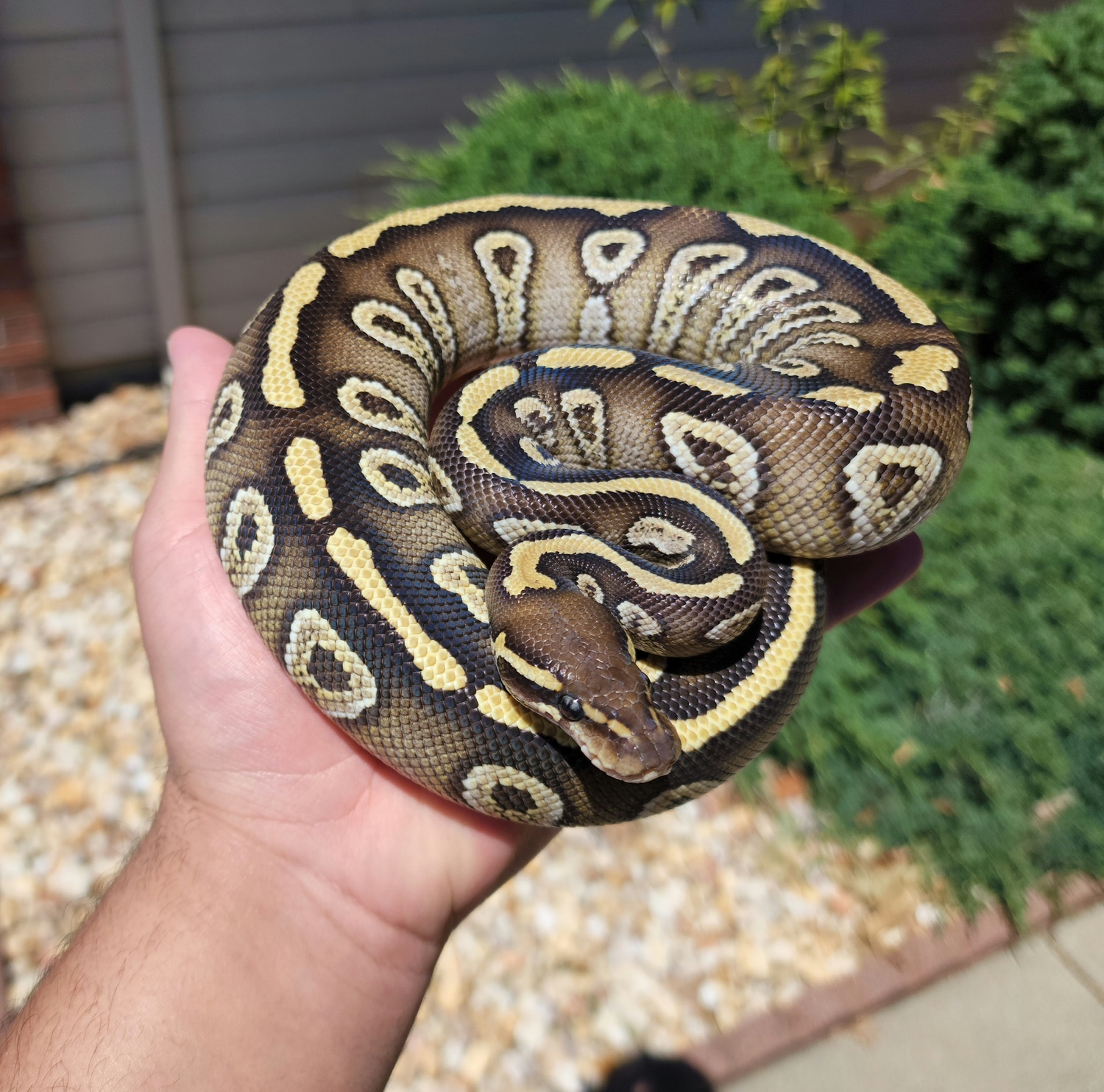 Stranger Mojave 100% Het Clown 50% Het Monsoon / Moray Ball Python by ...
