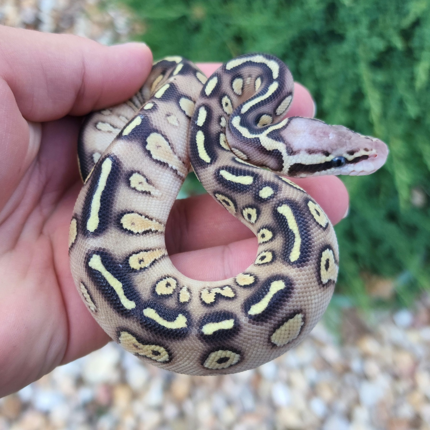 Pastel Lesser Stranger 100% Het Clown 50% Het Monsoon / Moray Ball ...