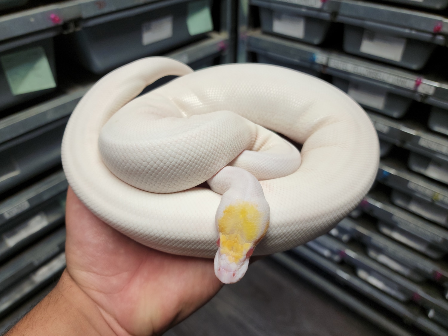 850g Pinto Albino Pied Ball Python by JL Reptiles - MorphMarket