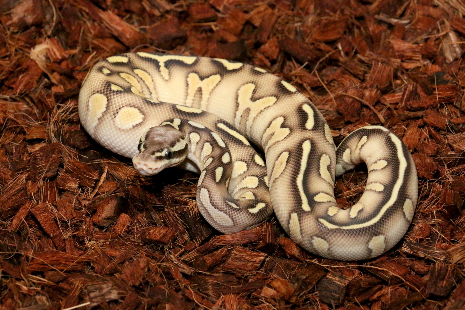 Pastel Lesser Stranger 100% Het Clown 50% Het Moray/Monsoon Ball Python ...