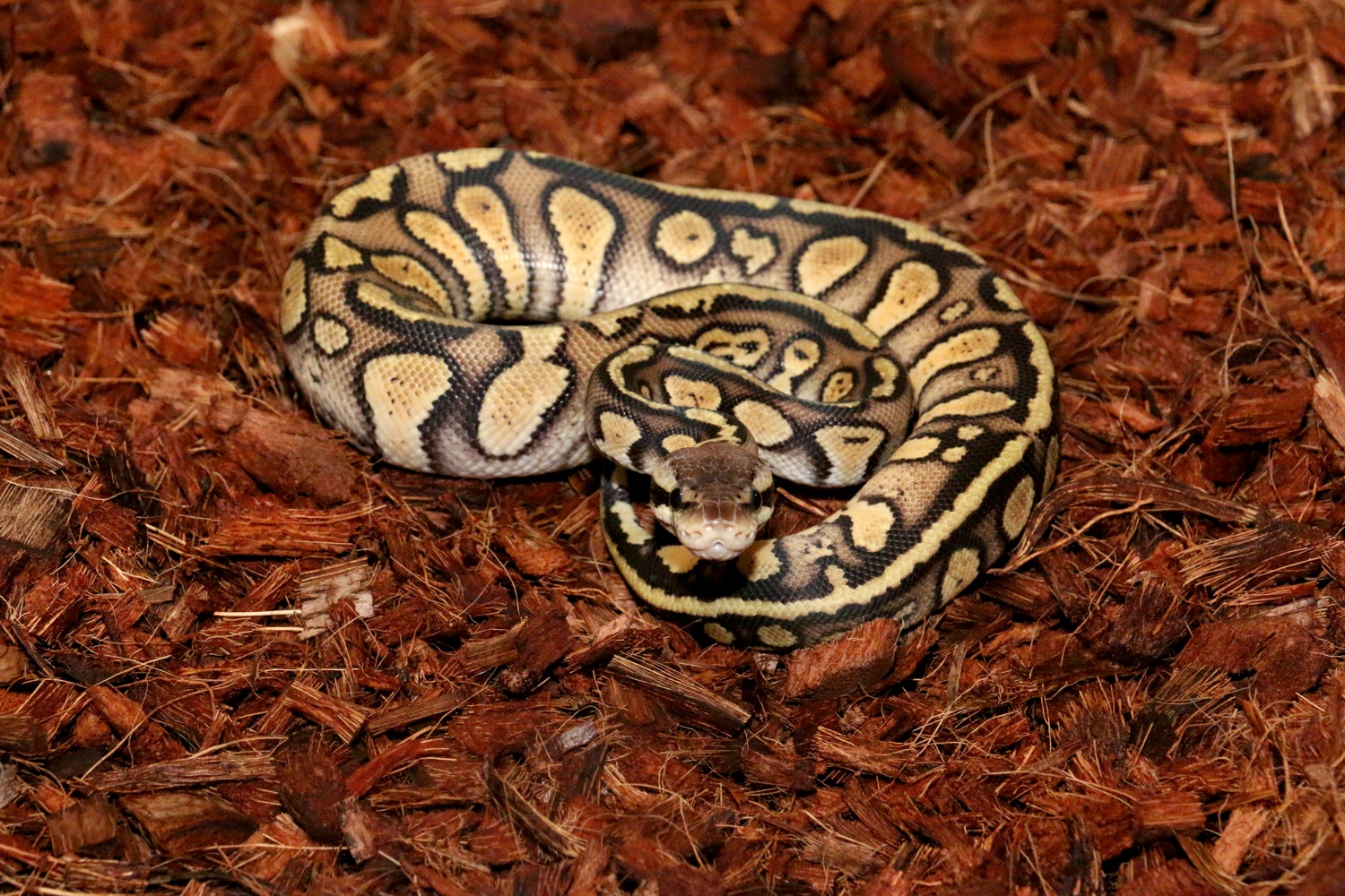 Pastel Stranger 100% Het Clown 50% Het Monsoon / Moray Ball Python by ...