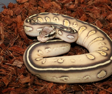 Super Pastel Zebra 66% Het Hypo Ball Python by JL Reptiles - MorphMarket