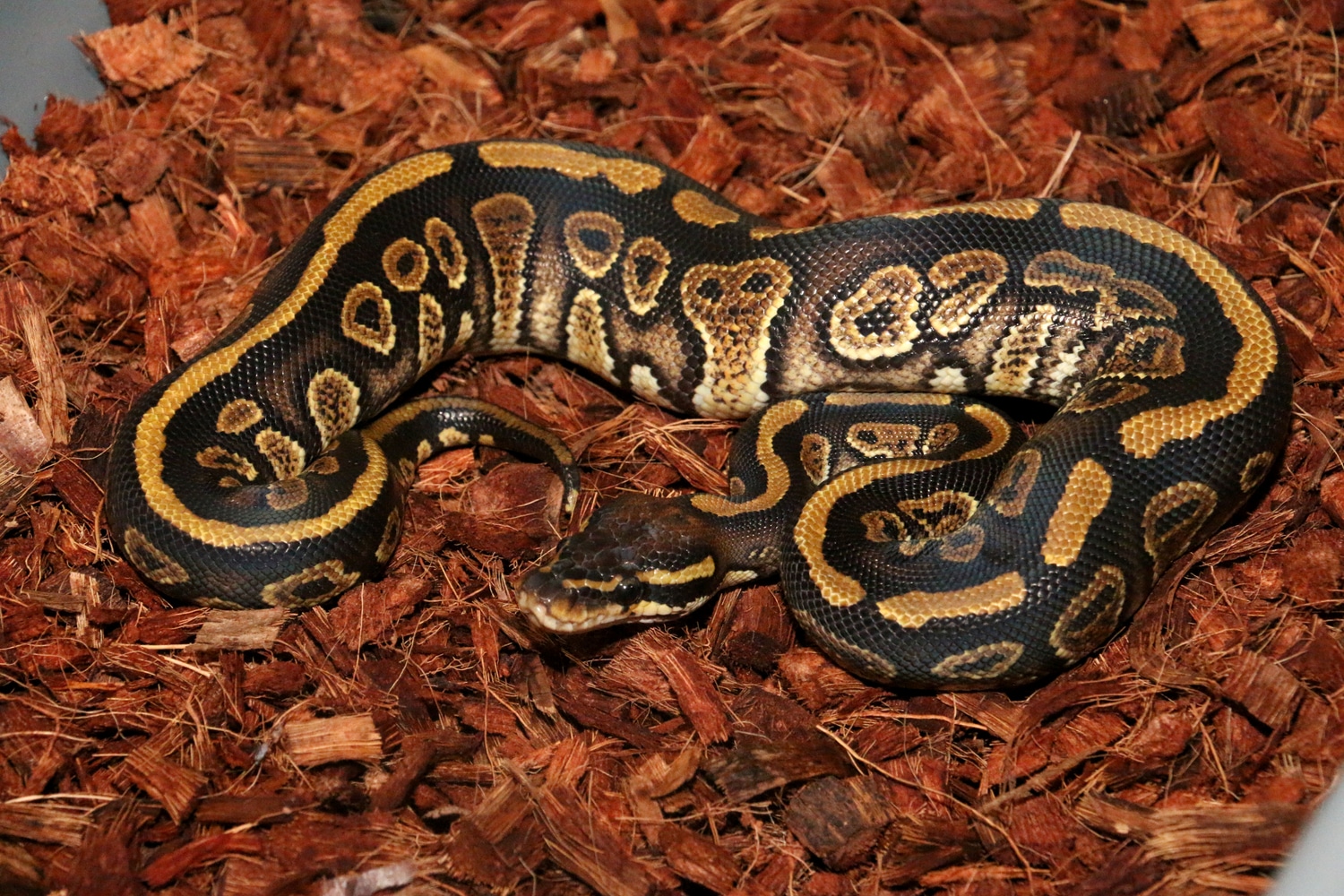 Stranger 100% Het Clown 50% Het Moray/Monsoon Ball Python by JL ...