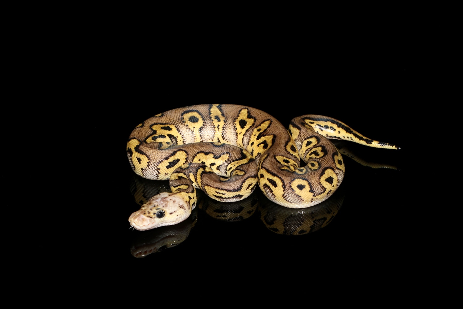 Pastel Stranger Clown 50% Het Monsoon / Moray Ball Python by JL ...
