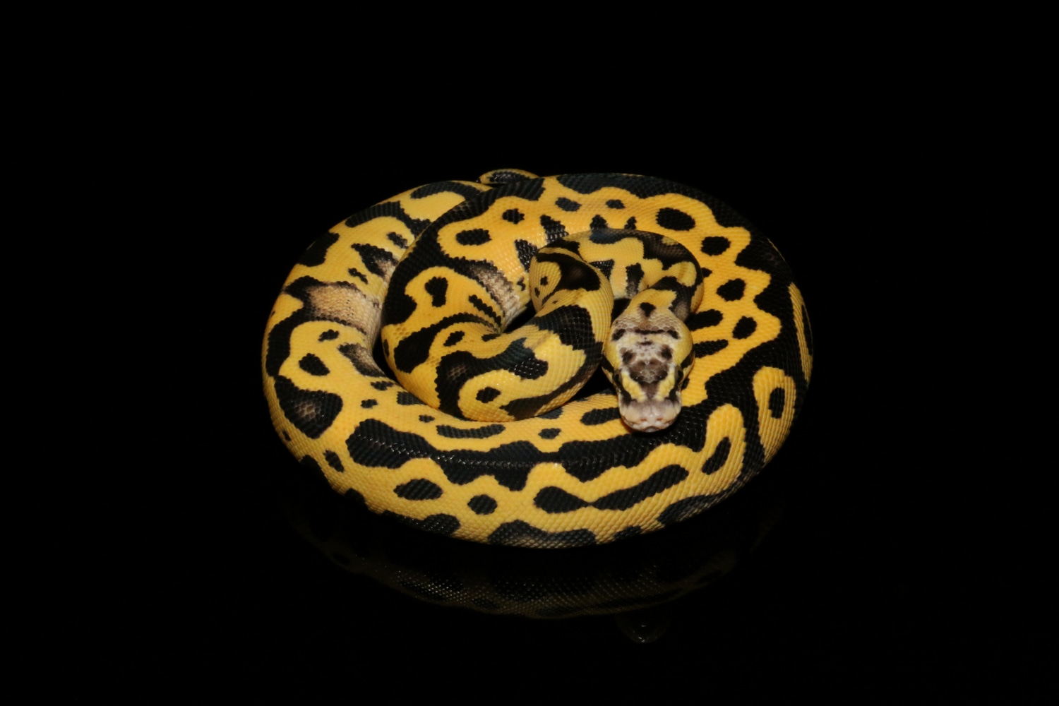 Pastel Leopard (Prob Super) HRA DG Poss Het Pied Ball Python by JL ...