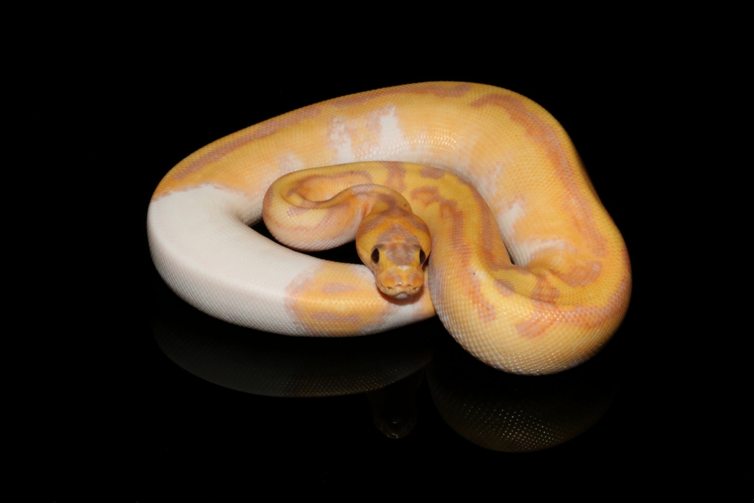Od Banana Clown Pied Ball Python By Jl Reptiles Morphmarket