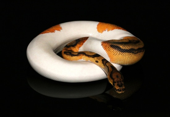Orange Dream Clown Pied Ball Python by JL Reptiles