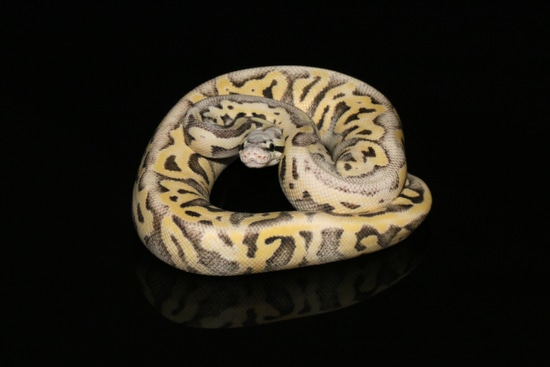 Super Pastel Red Axanthic Spotnose DG 50% Het VPI Axanthic Pos Het Pied ...