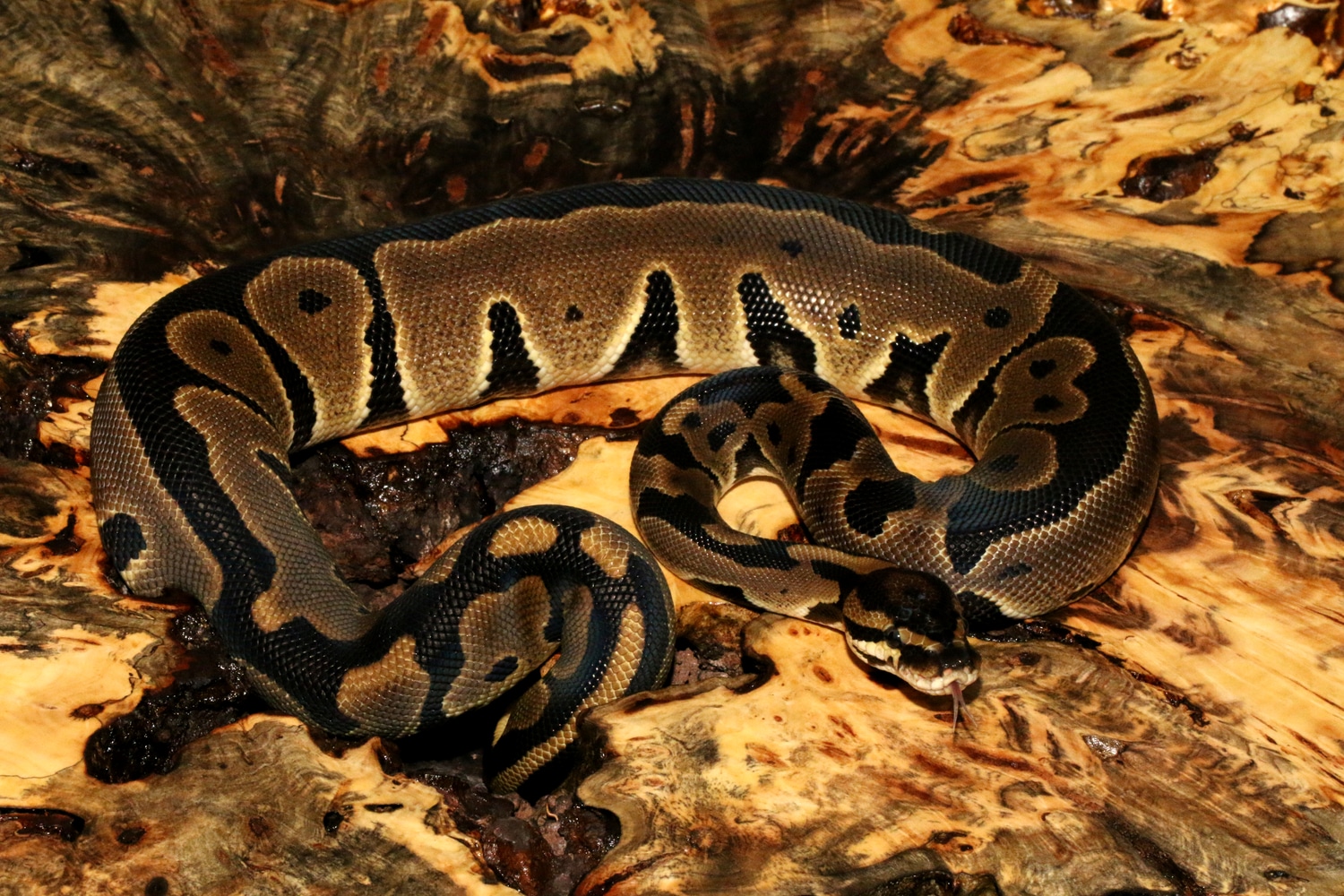 Leopard HRA 100% Het DG 50% Het VPI Axanthic Pos Het Pied Ball Python ...