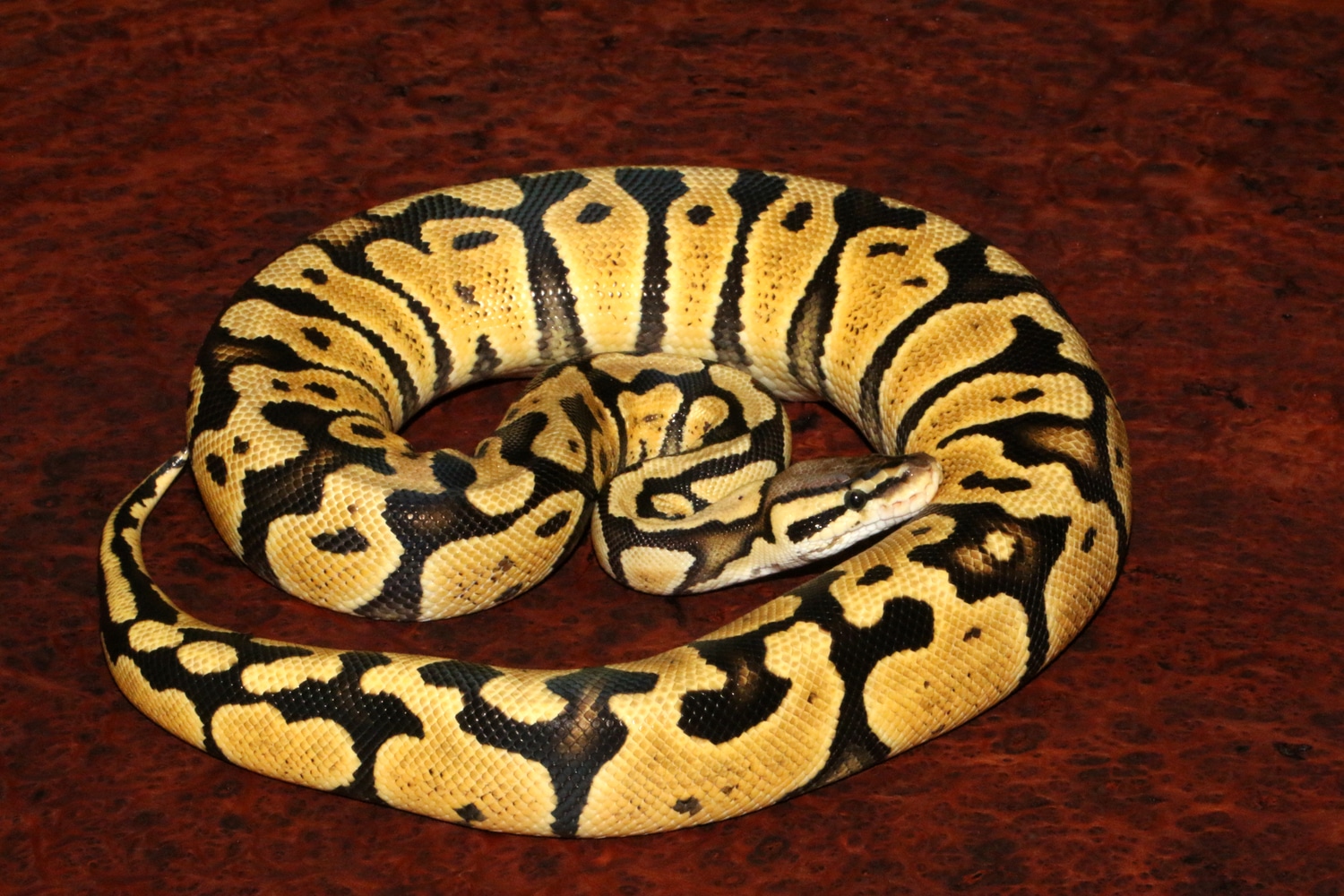 1.1 Pastel 100% Double Het Zebra Clown Pos Het Hypo Ball Python by JL ...