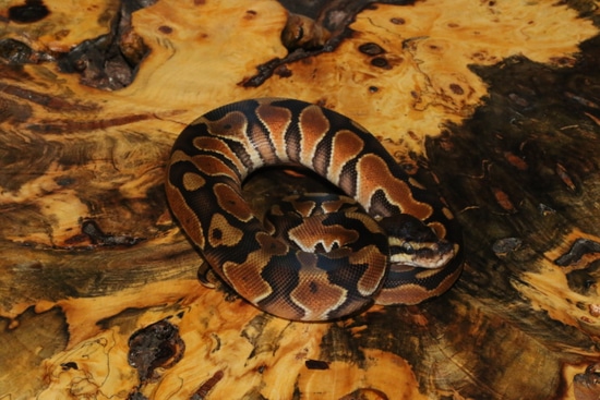 OD YB (Scrambler) 100% Het Clown 50% Het Pied Ball Python by JL Reptiles
