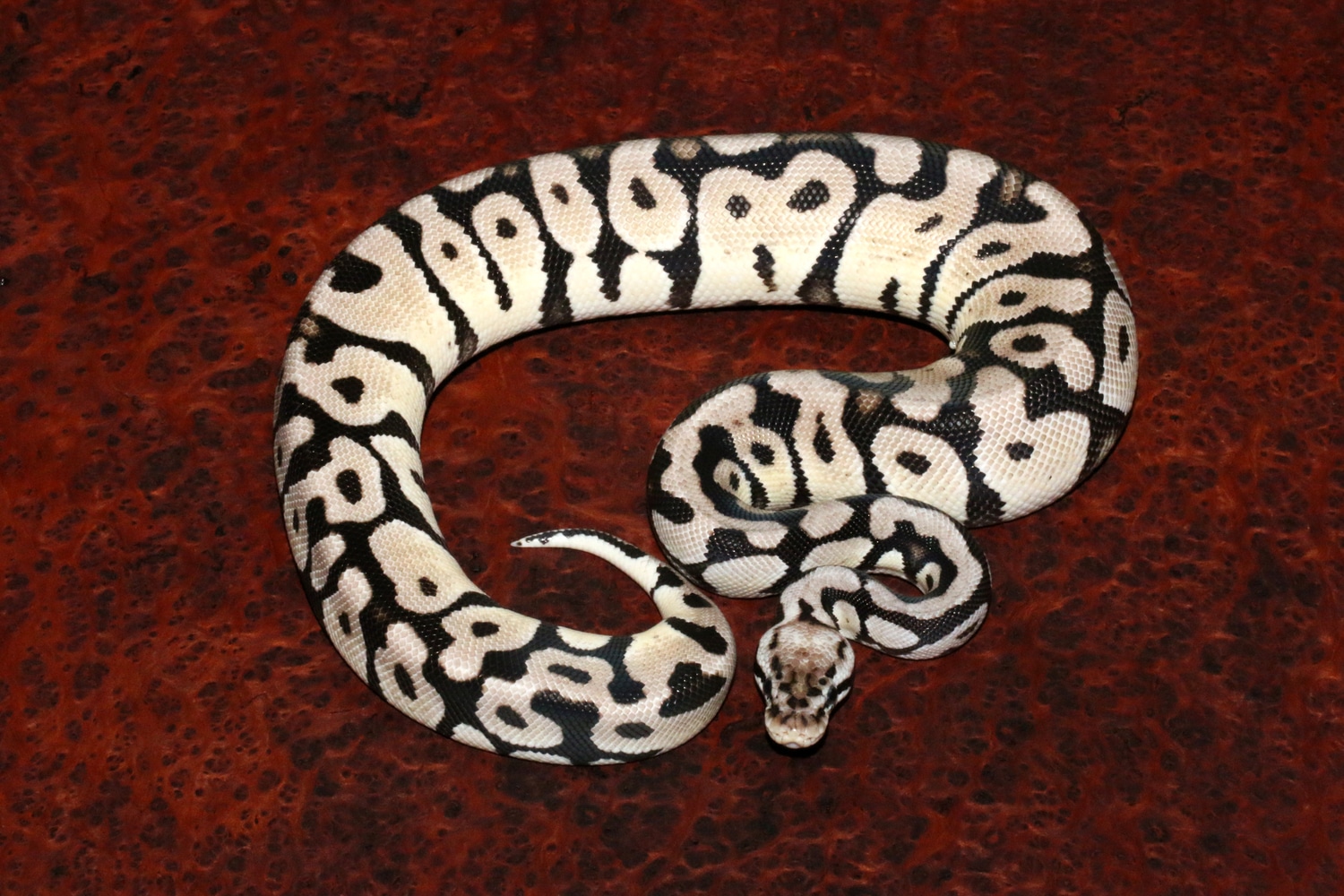 Pastel Spotnose Vpi Axanthic Het DG Het Clown