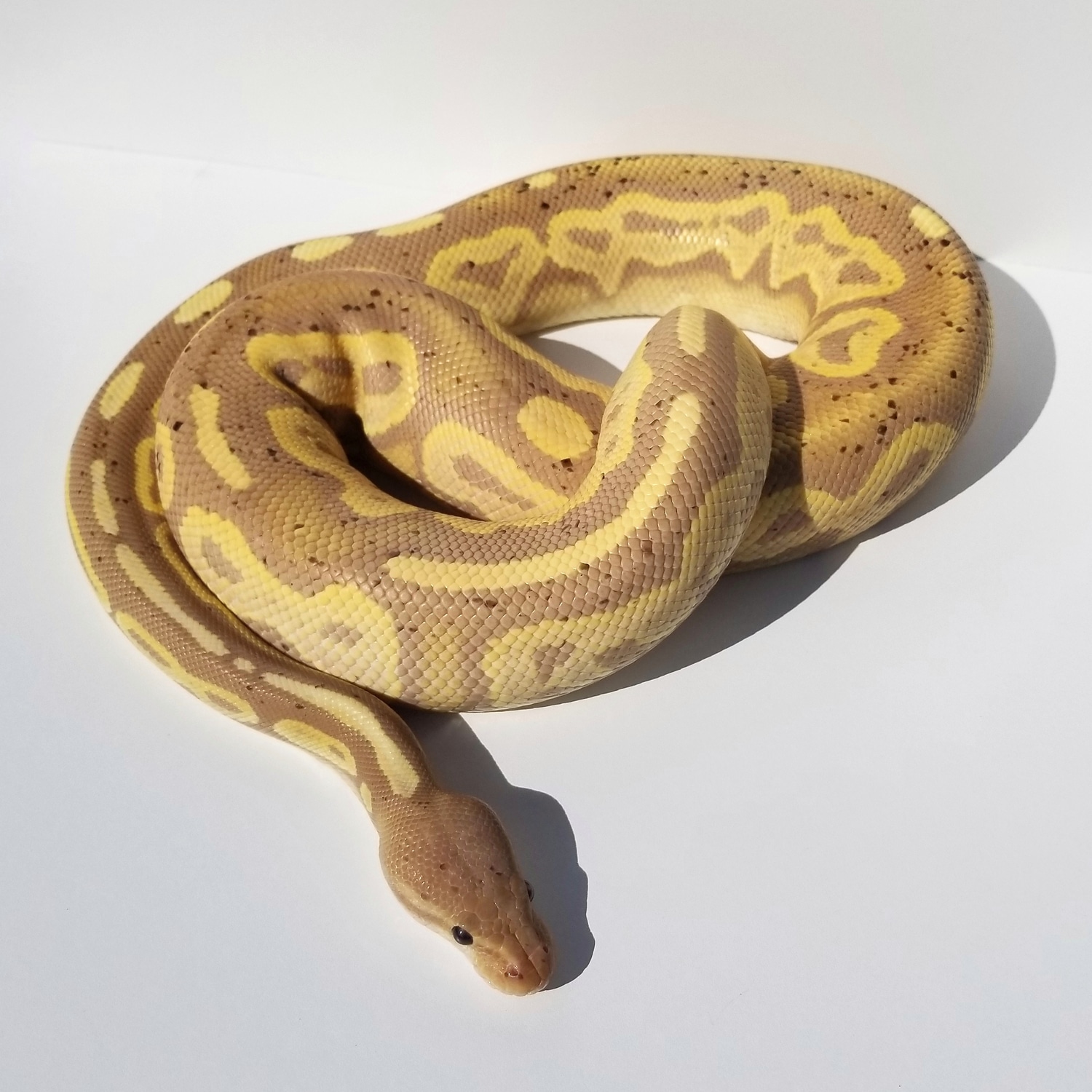 Adult Cinnamon Banana Ball Python by Pythonroyale - MorphMarket