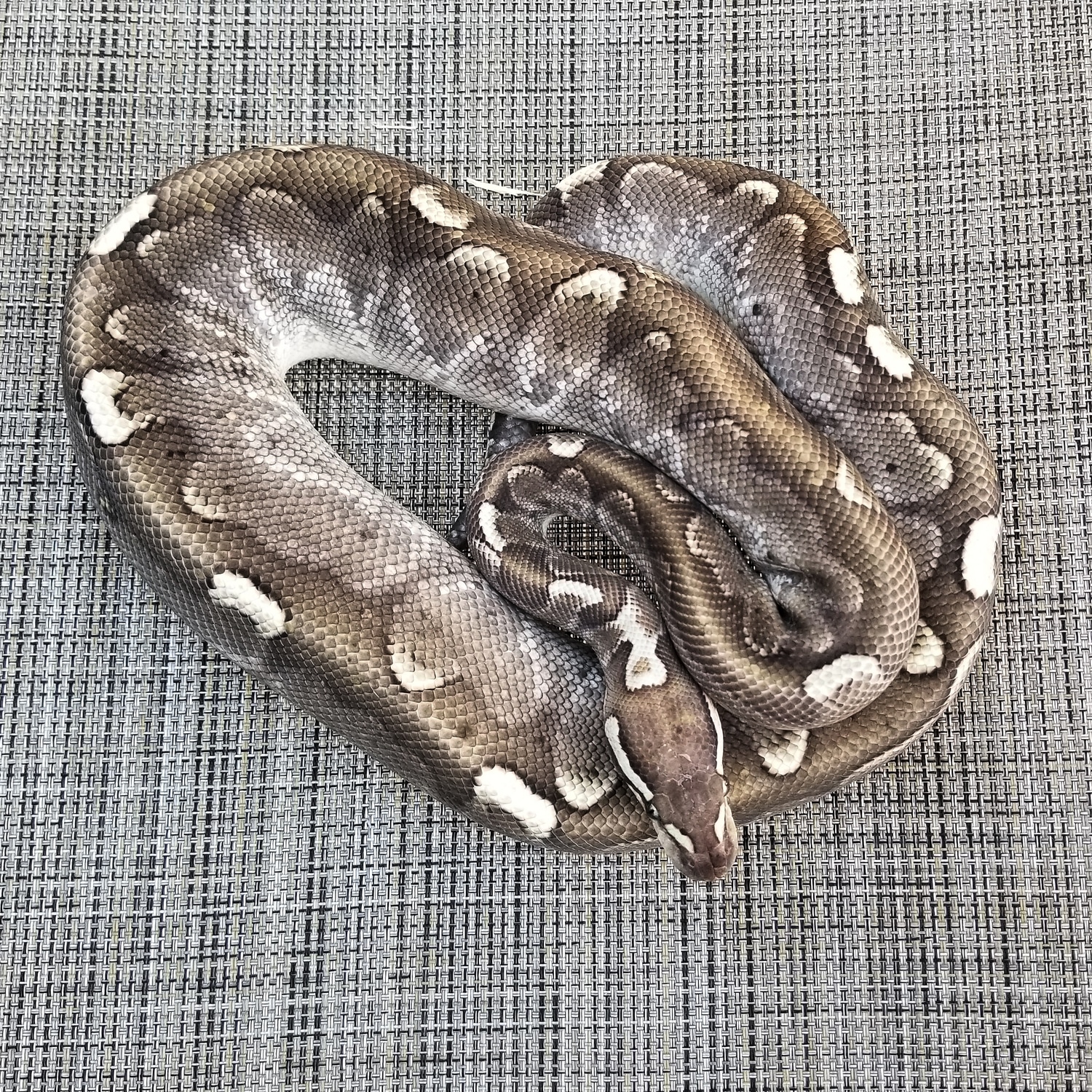 GHI Bamboo Adult Male Ball Python by Pythonroyale - MorphMarket