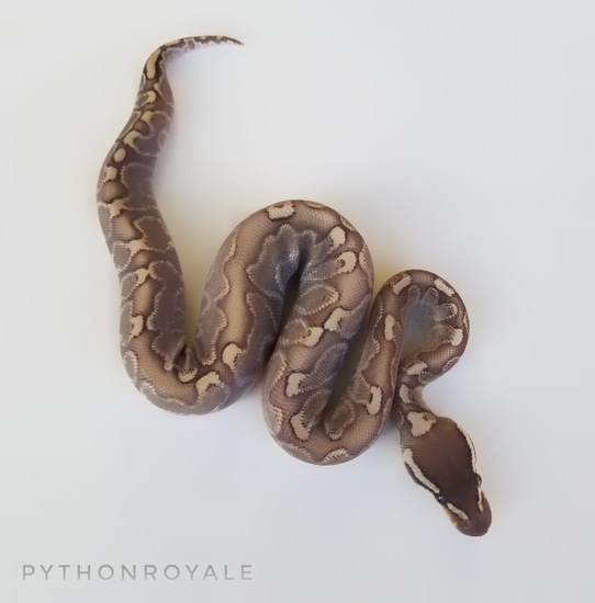 GHI Bamboo Ball Python by Pythonroyale