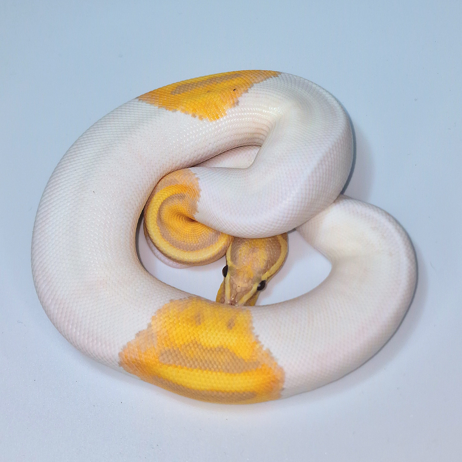 Banana GeneX Pied 50% Het Clown Ball Python by Regius_Brothers - MorphMarket