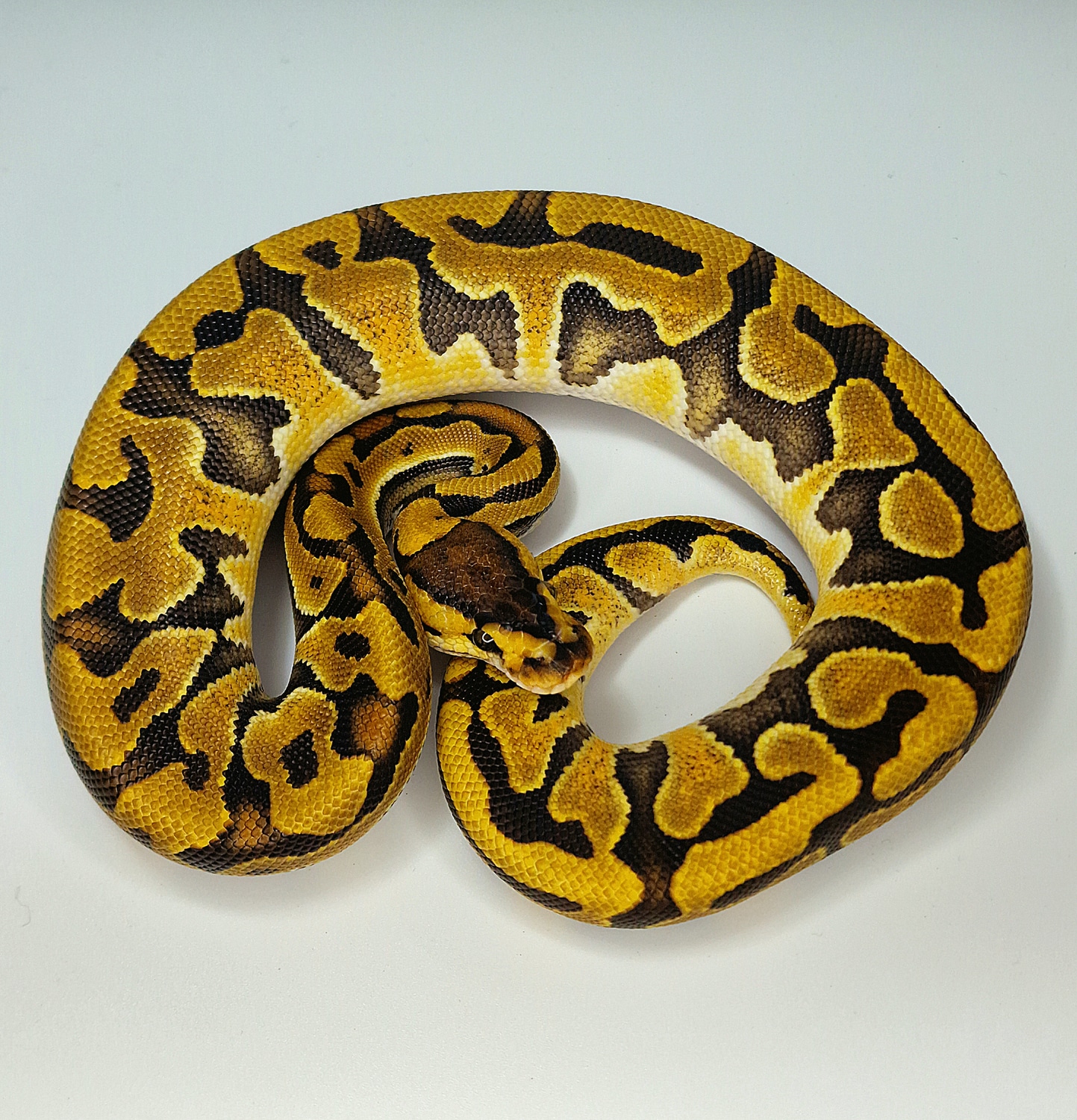 Vanilla Puzzle Ball Python by Regius_Brothers - MorphMarket