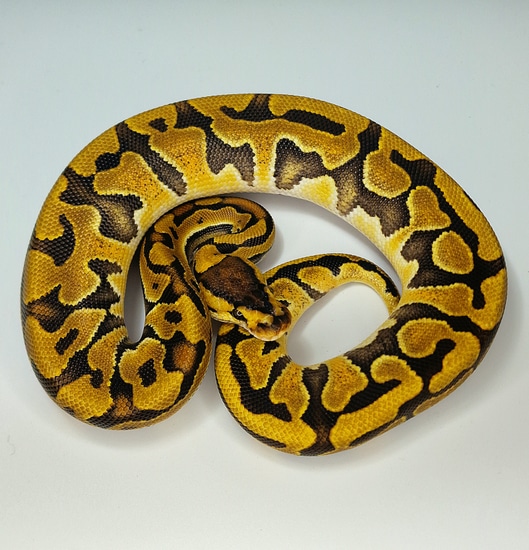 Vanilla Puzzle Ball Python by Regius_Brothers