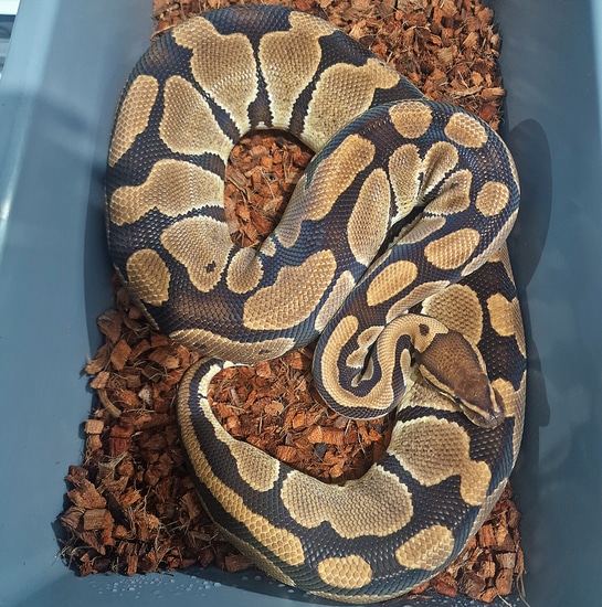 Blade Het Grail Ball Python by Regius_Brothers