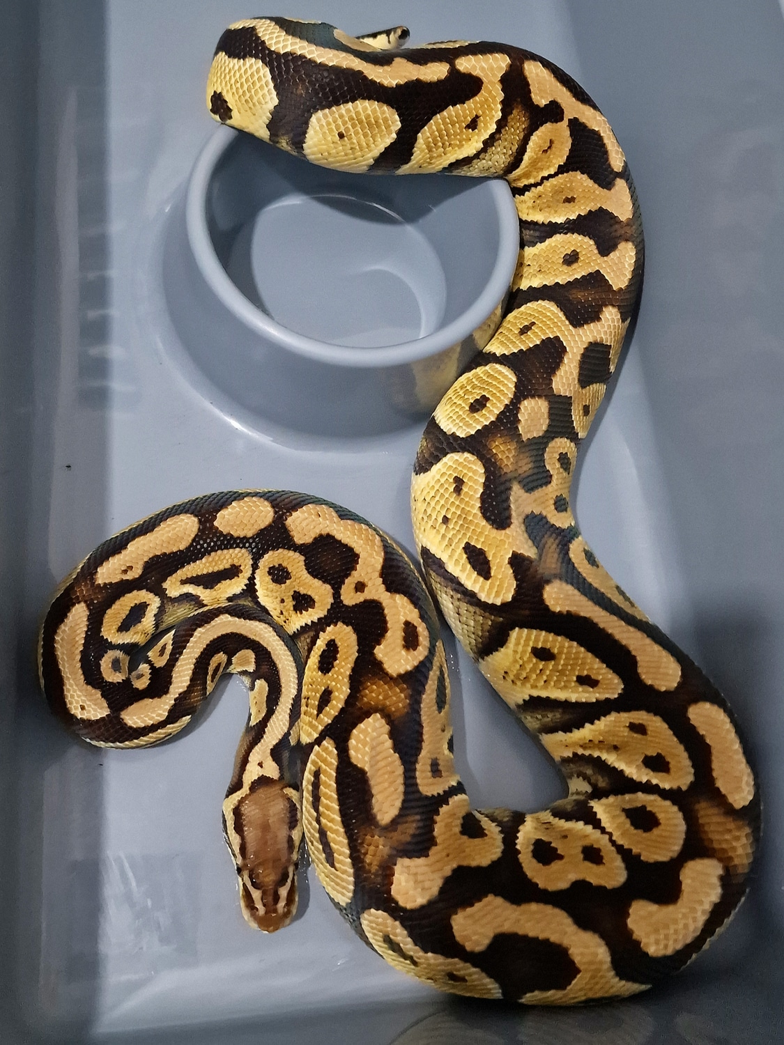 Pastel Het DG Het Clown Ball Python by Regius_Brothers - MorphMarket
