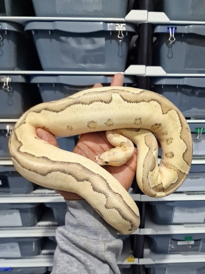 Vanilla Cream Clown Ball Python by Regius_Brothers