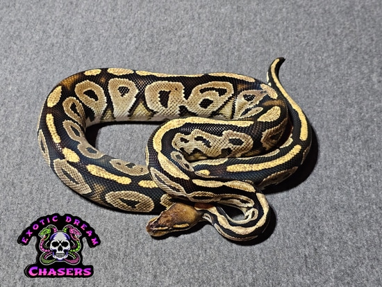 Bongo Yellowbelly Ball Python by Exotic Dream Chasers
