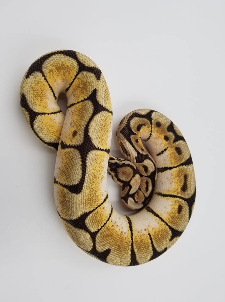 Orange Dream Spider Ball Python by GWB Pythons & More - MorphMarket