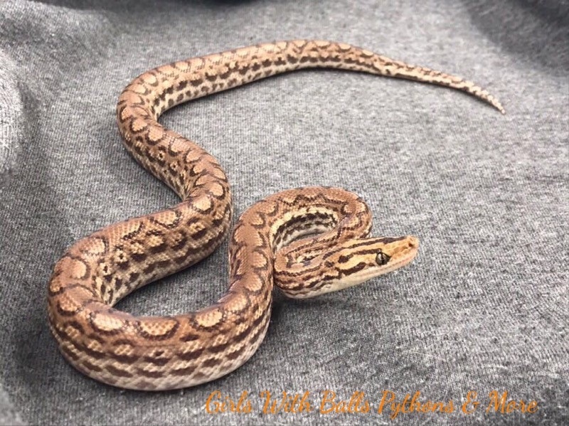 Columbian Rainbow Boa Het Luesistic Colombian Rainbow Boa by GWB ...