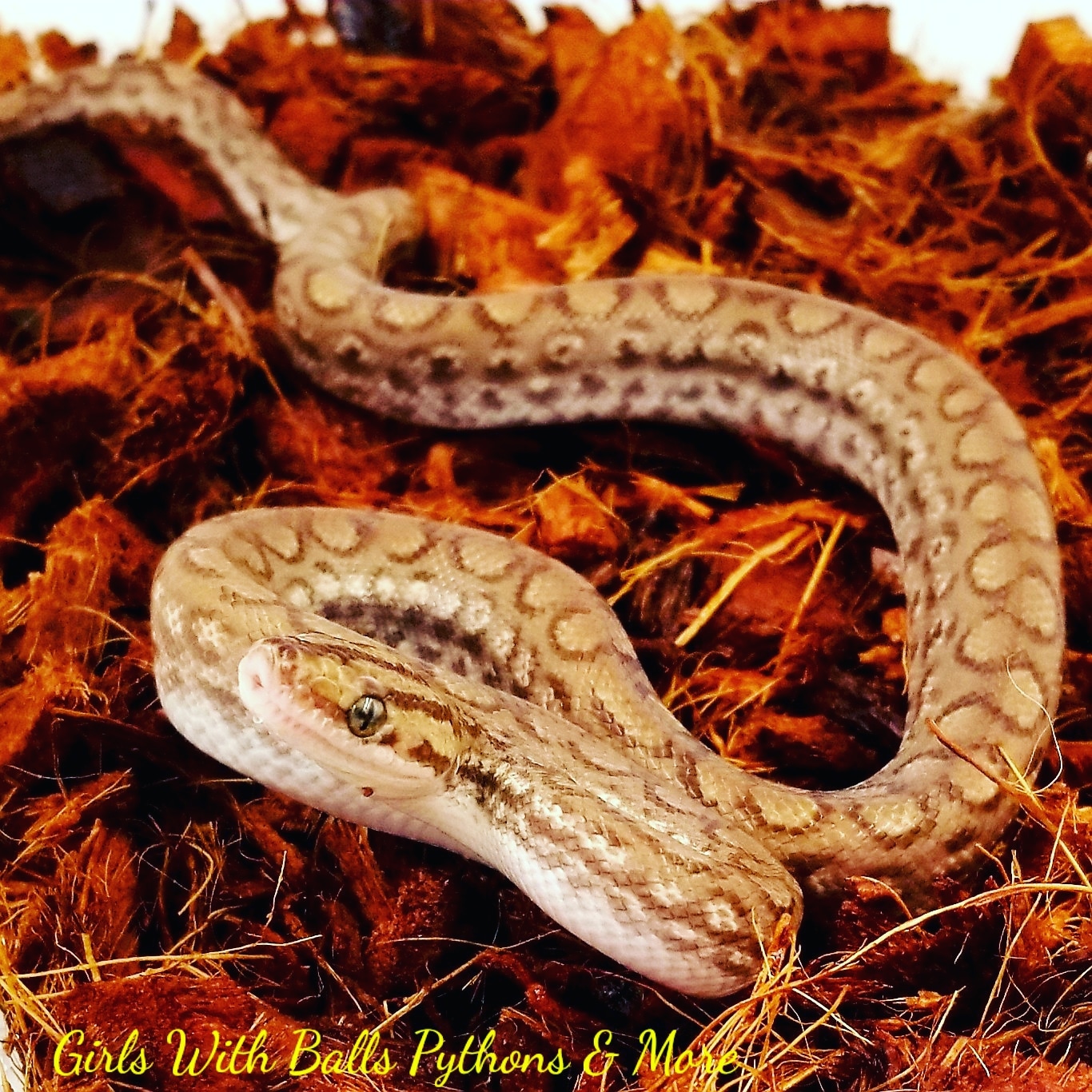 Columbian Rainbow Boa Het Luesistic Colombian Rainbow Boa by GWB ...