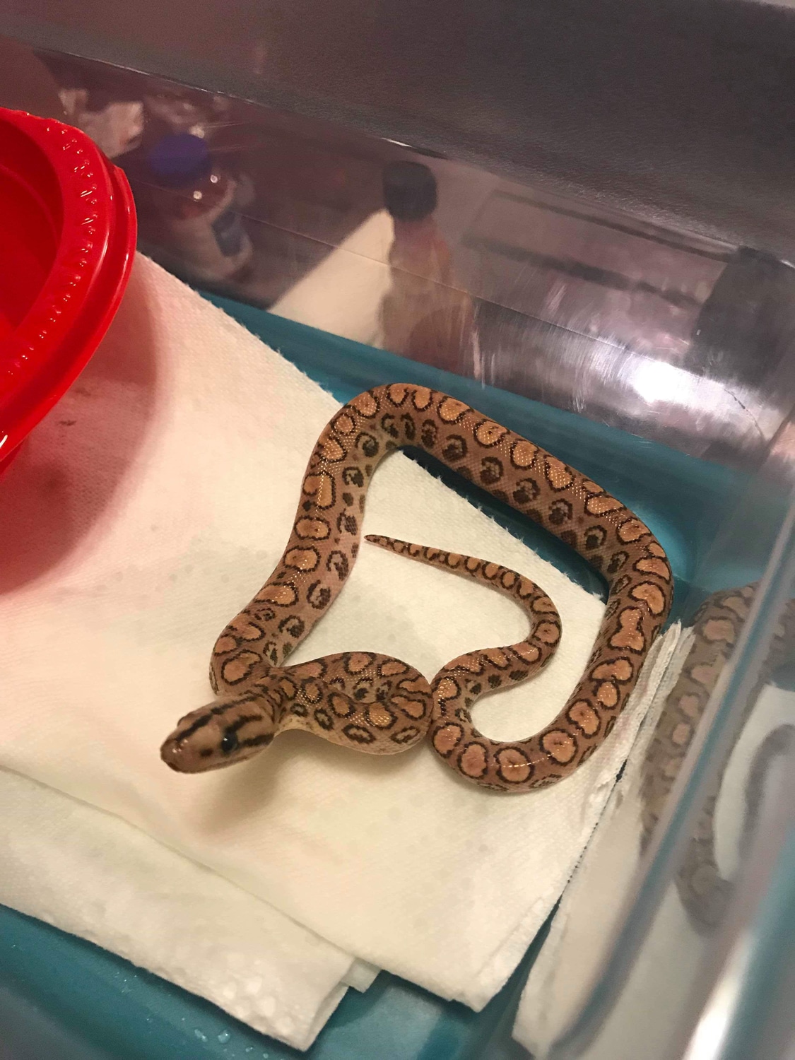 Columbian Rainbow Boa Het Luesistic Colombian Rainbow Boa by GWB ...