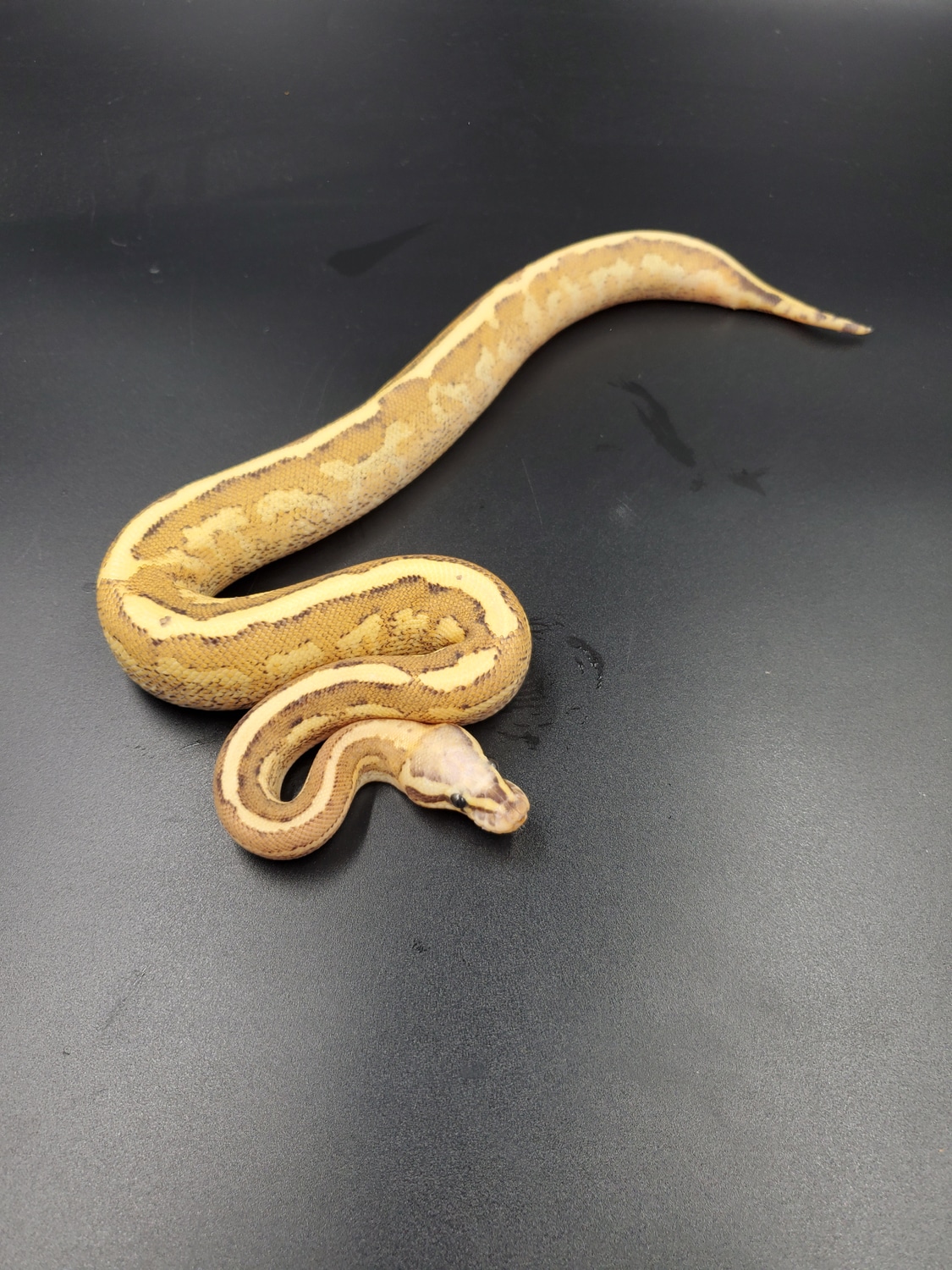 Vanilla Cream Yellow Belly Ball Python by GWB Pythons & More - MorphMarket